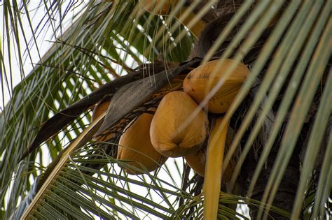 Pohon Kelapa Buah Foto Gratis Di Pixabay Pixabay