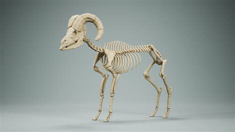 Sheep Skeleton