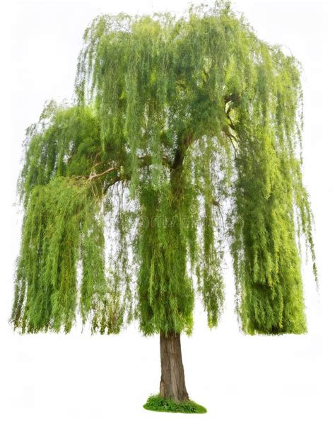 Large Weeping Willow Tree With Long Hanging Branches Narrow Leaves And A Thick Trunk Isolated