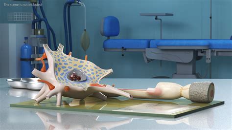 Human Neuron Model Cross Section On Stand 3d Model 49 3ds Blend