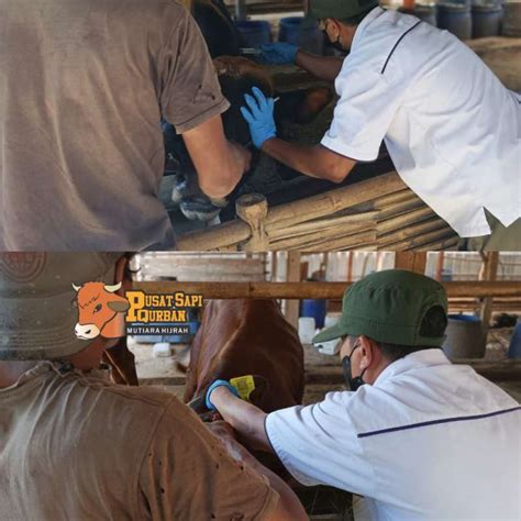Promo Qurban Sapi Bali Madura Simental Po Limosin Mutiara