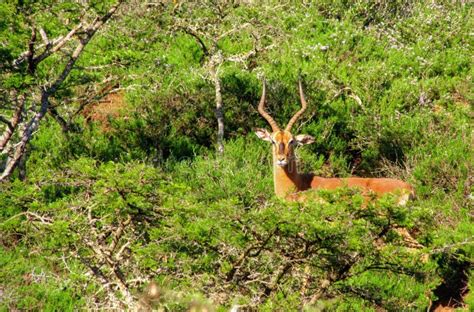 An Impala Trying To Hide In The Bushes In South Africa Stock Image