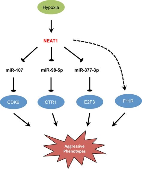 Neat1 A Novel Cancer‐related Long Non‐coding Rna Pmc