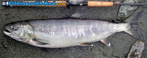 Chum Salmon Oncorhyncus Keta Fishing With Rod