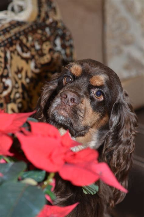 Пин от пользователя Esmé Dijkhuizen Coffa на доске Cocker Spaniel Собаки