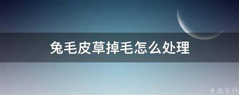 兔毛皮草掉毛怎么处理 业百科