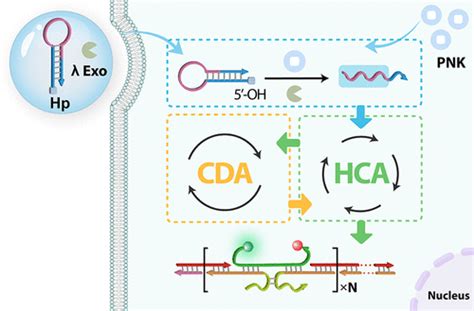 An Autocatalytic Dna Circuit Based On Hybridization Chain Assembly For Intracellular Imaging Of