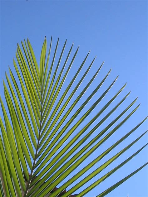 Palm Free Photo Download Freeimages