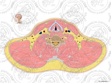 Neck Muscle Anatomy Axial