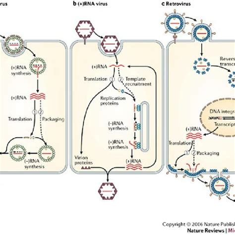 Replication Strategies Of Different Kinds Of Rna Viruses Are Shown A Download Scientific