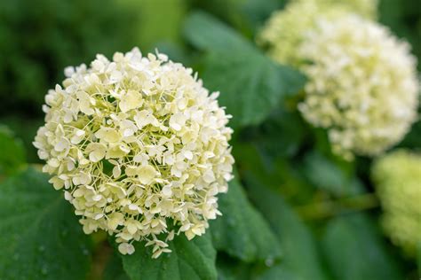 Snowball Bush Hydrangea
