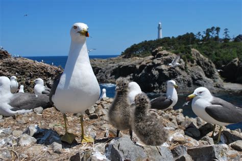 経島ウミネコ繁殖地日本遺産日が沈む聖地出雲