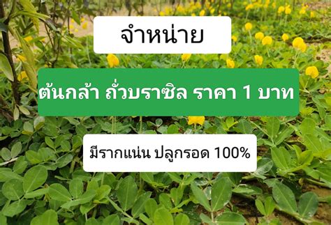 รับแกะโฟม รับแกะโฟม ฉลุ ไดคัท พลาสวูด ด้วยเครื่อง Cnc