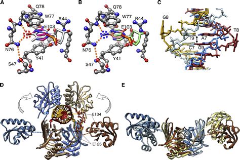 Structure Of The Endoms Dna Complex As Mismatch Restriction