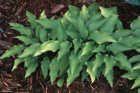 Different Hostas Plants