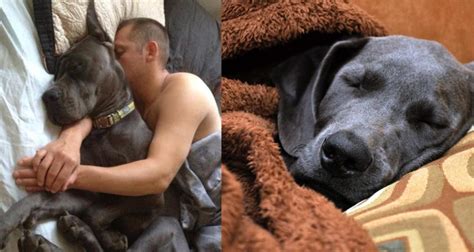How Much Does A Great Dane Sleep