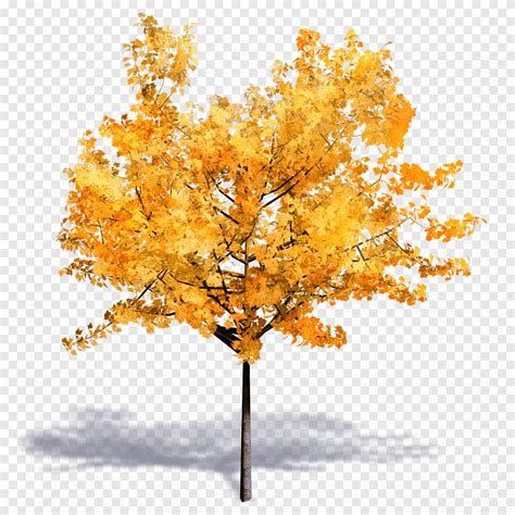 Tree Woody Plant Autodesk Revit Sketchup가 단풍 잎 Png Pngegg
