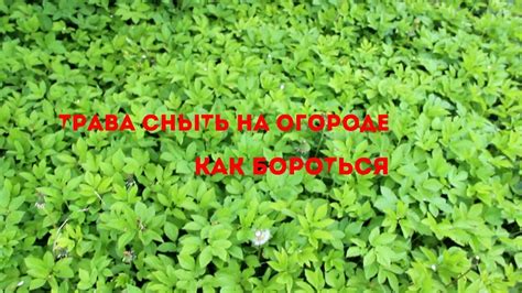 Как избавиться от сныти на дачном участке - YouTube