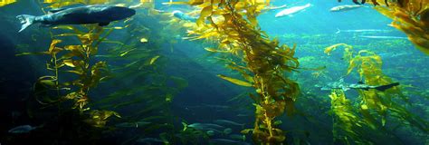 海藻精海沃园 青岛昊海生物科技有限公司