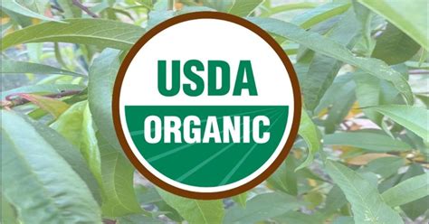 Usda Organic Transition Initiative Helps Florida Farmers Beginning