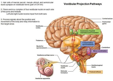 The Vestibular Pathways Flashcards Quizlet