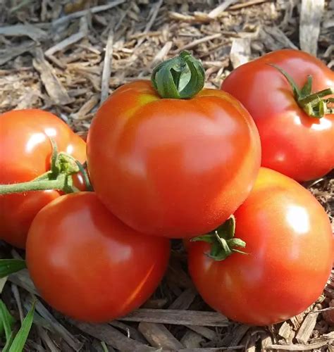 The Early Girl Tomato A Gardeners Favorite For 5 Quick Harvest Tips