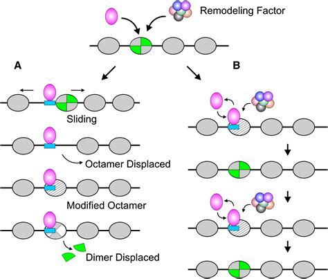 Transcription Dynamics Molecular Cell