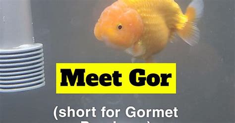 Gormet Dumbass Album On Imgur