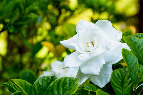 Gardenia