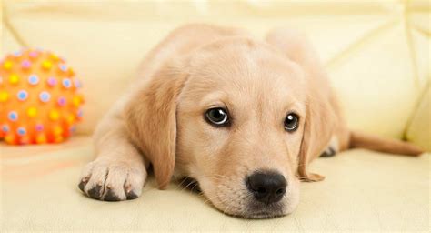 Your Dream Puppy Name Is Here