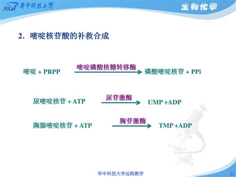 Metabolism Of Nucleotides Ppt Download