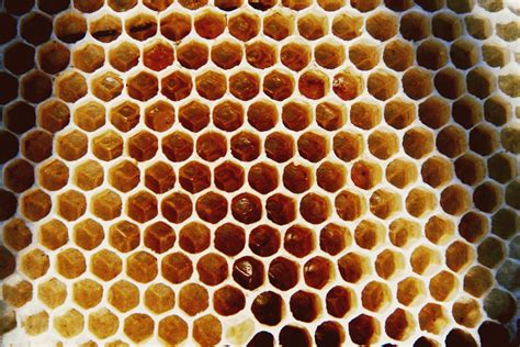 The Fascinating World Of Beehives Discover More With Our Guide