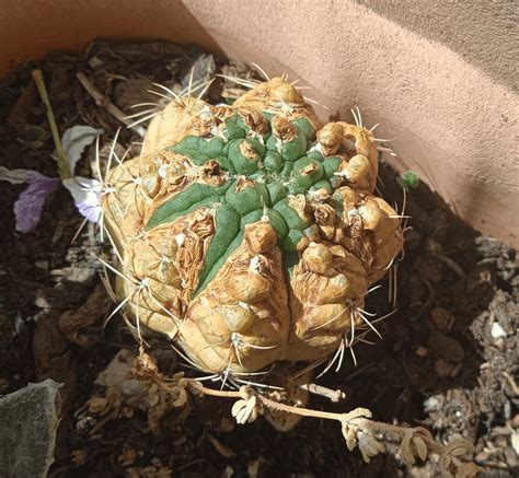 Trichocereus Peruvianus X Trichocereus Scopulicola R Cactus