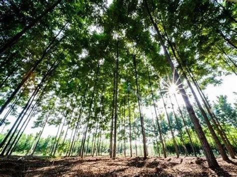 百年瞬间｜三北防护林一期工程宣告完成