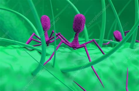 Bacteriophages Infecting Bacterium Illustration Stock Image F043