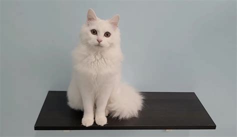 터키쉬앙고라 믹스 마요 고양이 책임분양 아이조아 유기방지입양 파양 강아지보호소 고양이보호소 무료분양센터