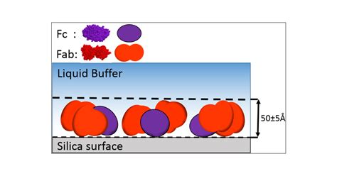 Interfacial Adsorption Of Monoclonal Antibody Coe 3 At The Solid Water