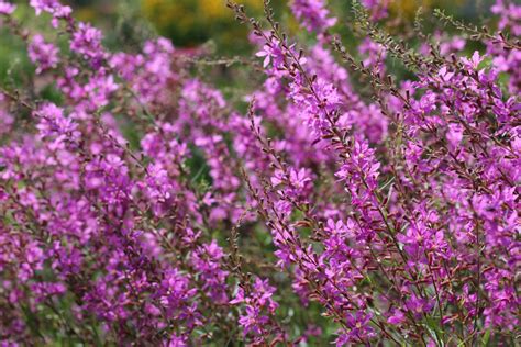Дербенник иволистный Swirl Lythrum salicaria Swirl - купить сорт в ...