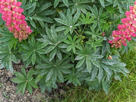 Lupin Care Rplants