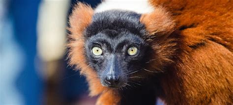 Definitive Guide To Common Brown Lemur Facts Habitat Conservation