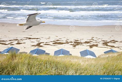 Nederlandse Kleine Huizen Op Strand Met Zeemeeuw Stock Afbeelding