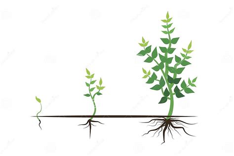 Processus De Croissance Des Plantes Vertes Style Dessin Animé Plat