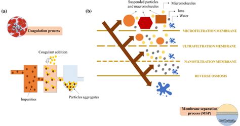 Schematic Representation Of The Coagulation And Aggregate Generation