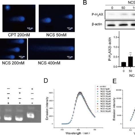 Ncs Induced Apoptosis In Mda Mb 231 Cells A Mda Mb 231 Cells Were
