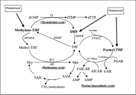 Folate Metabolism Biosynthesis Of Pyrimidine Purine And Methionine