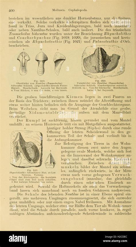 A Foundational Text On Paleontology Outlining Key Principles Of The Field Including Fossil
