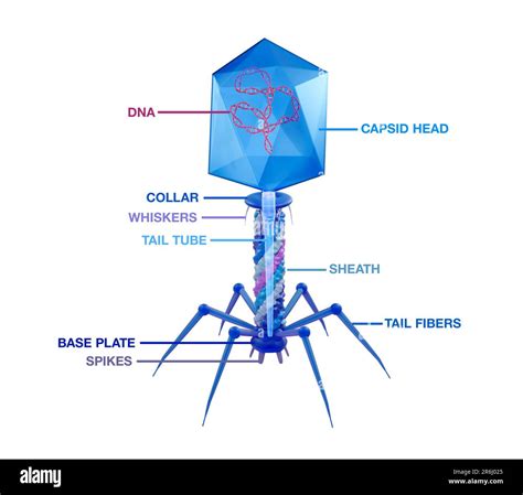 Structure Bacteriophage Hi Res Stock Photography And Images Alamy