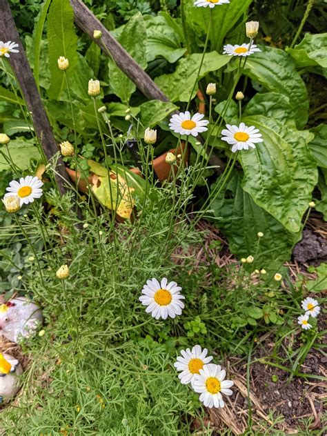 Organic Pyrethrum Tanacetum Cinerariifolium Plant Mudbrick Herb Cottage
