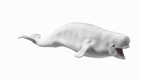 3d Beluga Whale Young Turbosquid 2027964