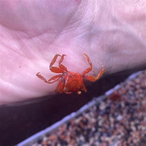 Geosesarma Red Ruby Tomato Vampire Crab Tatlı Su Yengeci